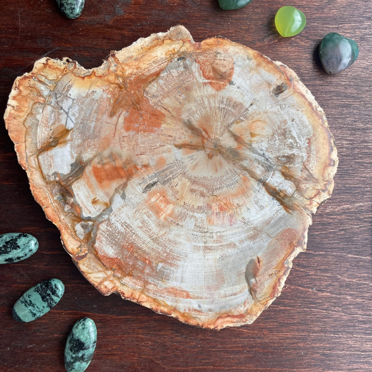 Element Petrified Wood slice