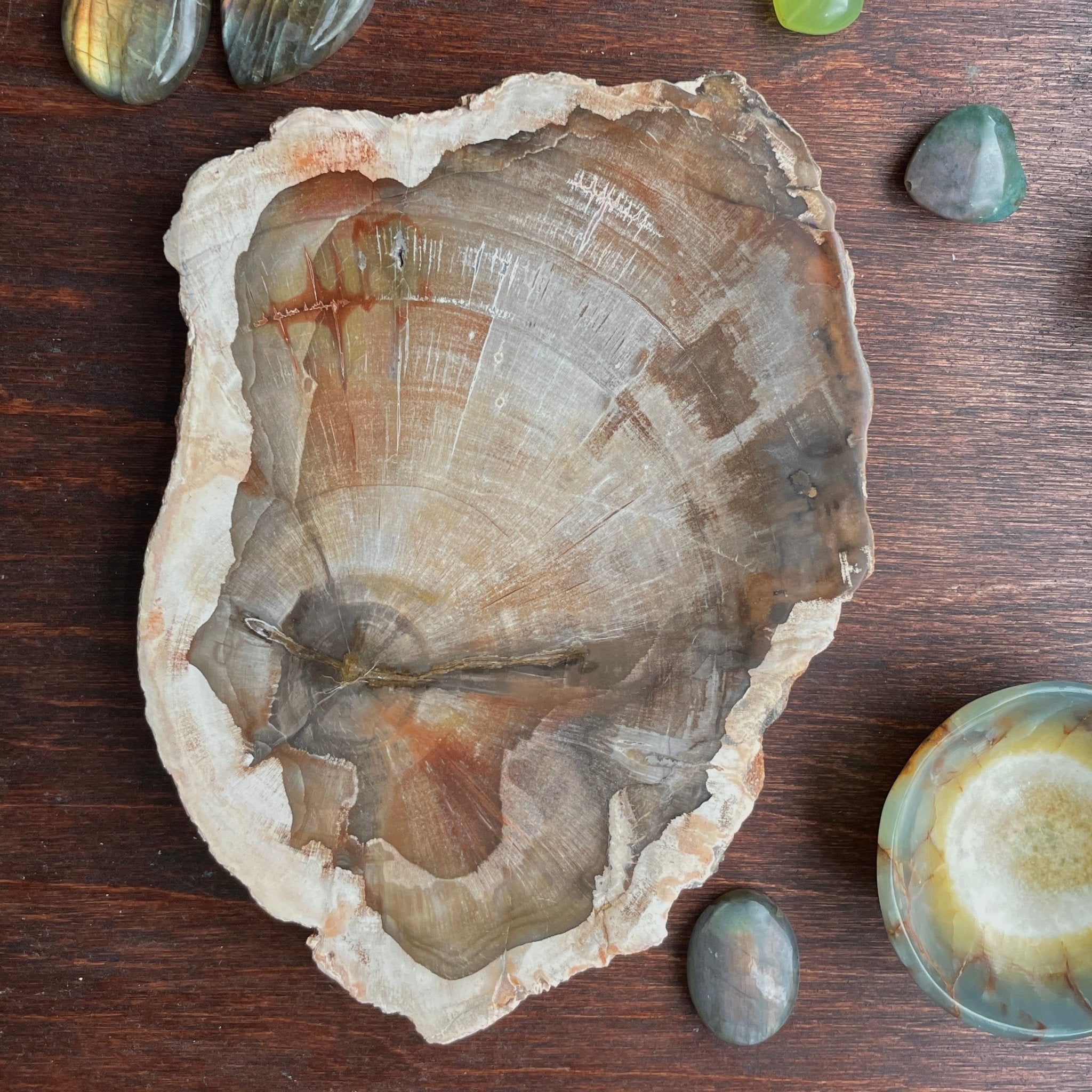 Petrified Wood Slice - Ages Past -Dakota Nature LLC