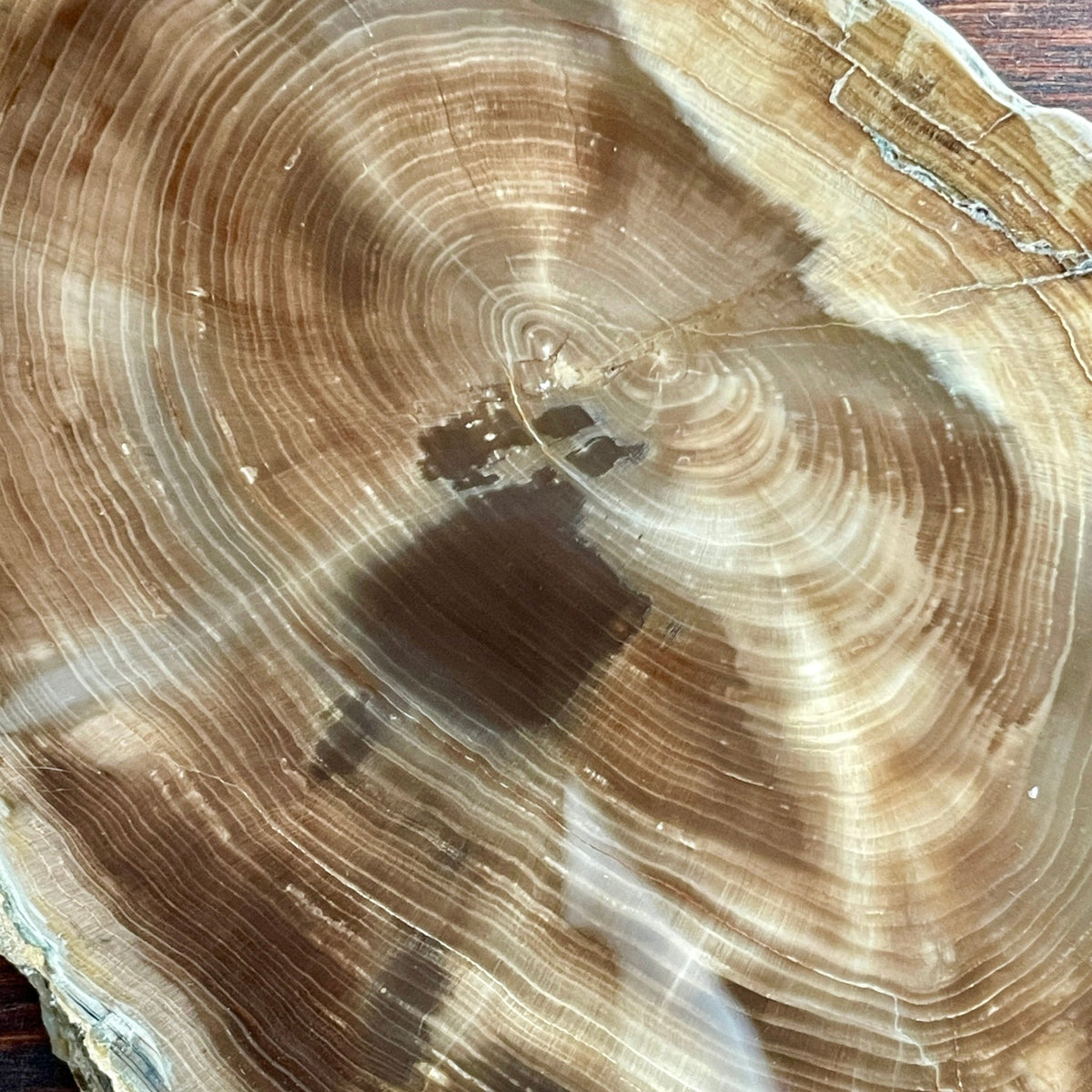 Sequoia Petrified Wood slice - Dakota Nature LLC