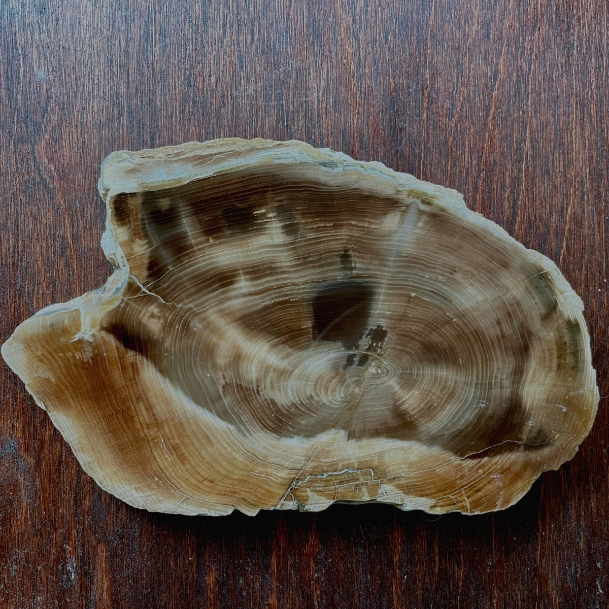 Sequoia Petrified Wood slice - Dakota Nature LLC