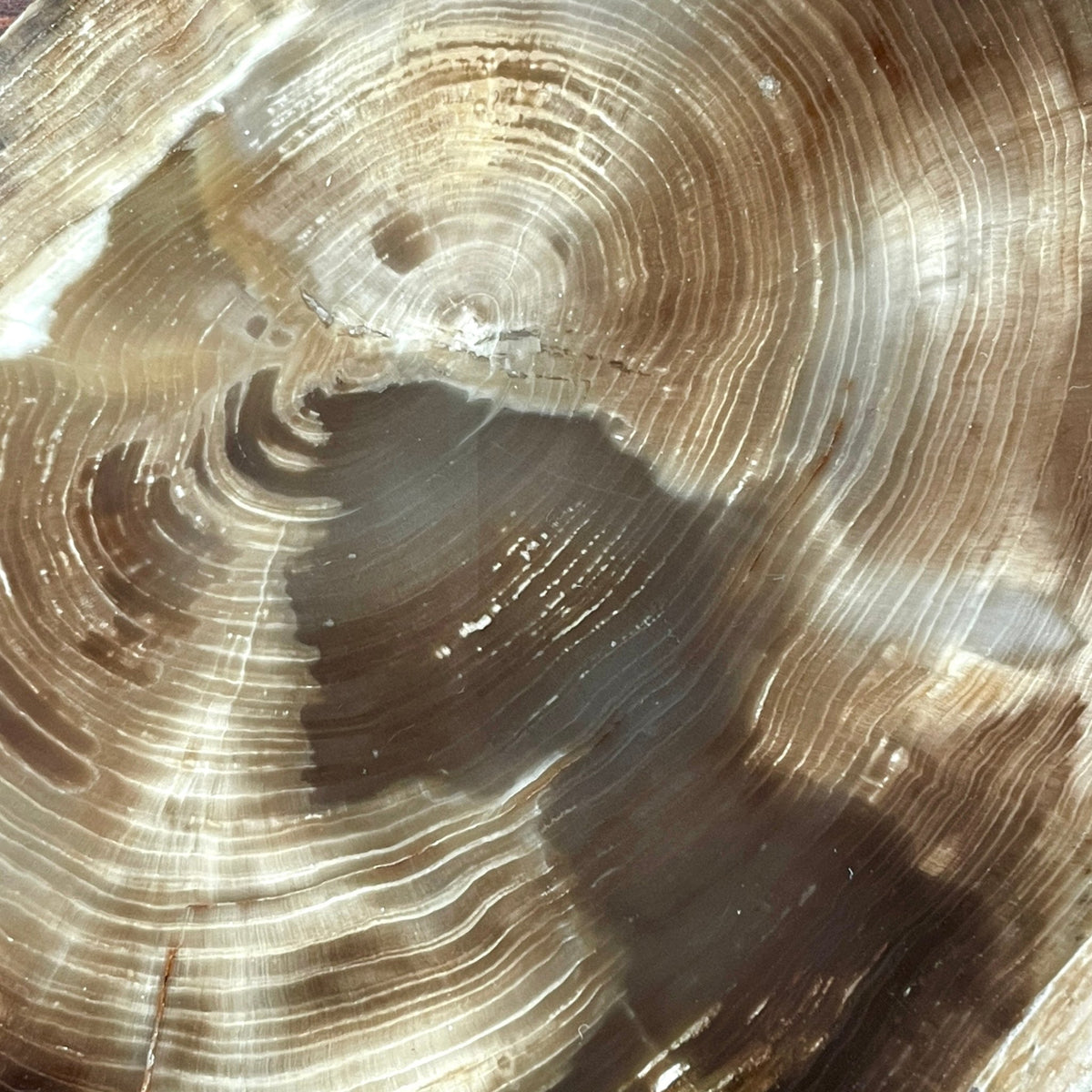 Sequoia Petrified Wood Slice 2 - Dakota Nature LLC